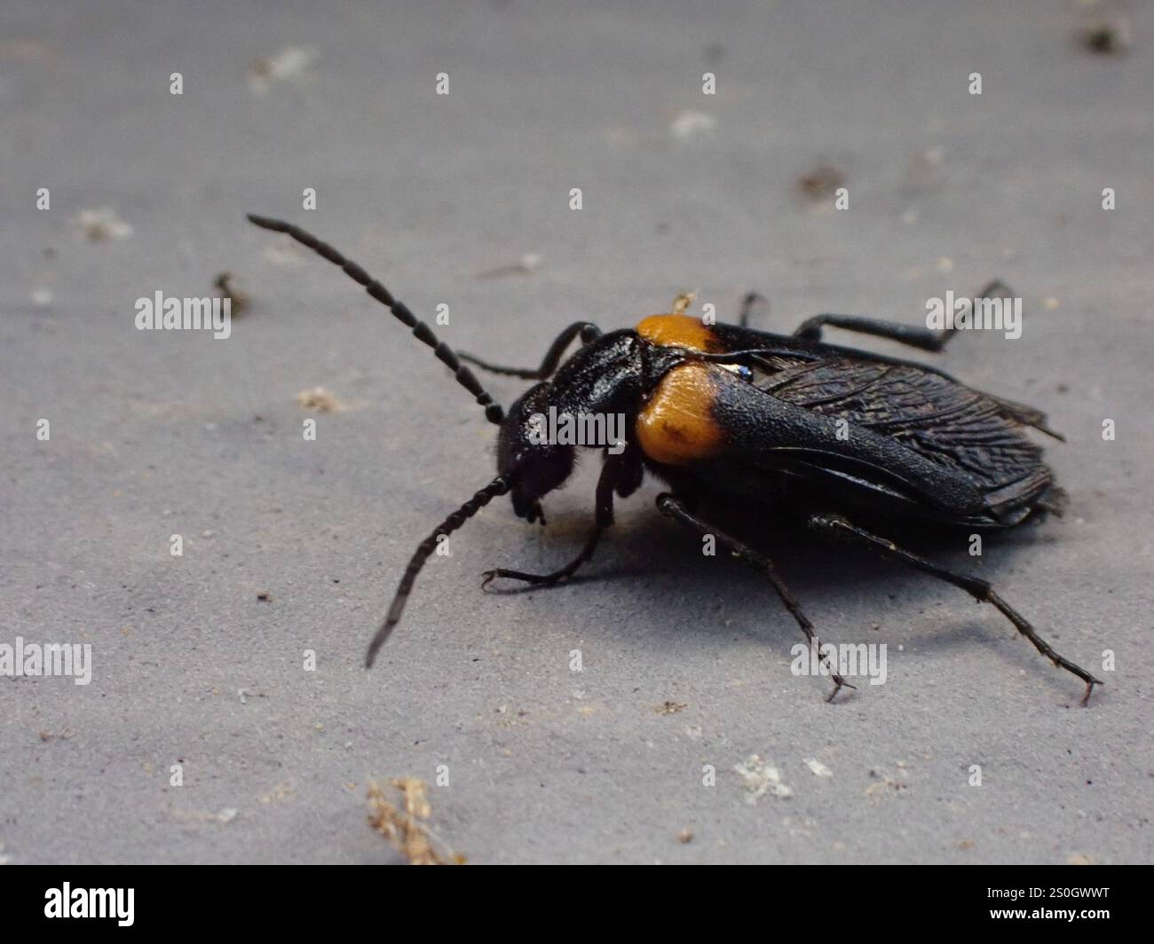 flame-shouldered blister beetle (Sitaris muralis Stock Photo - Alamy