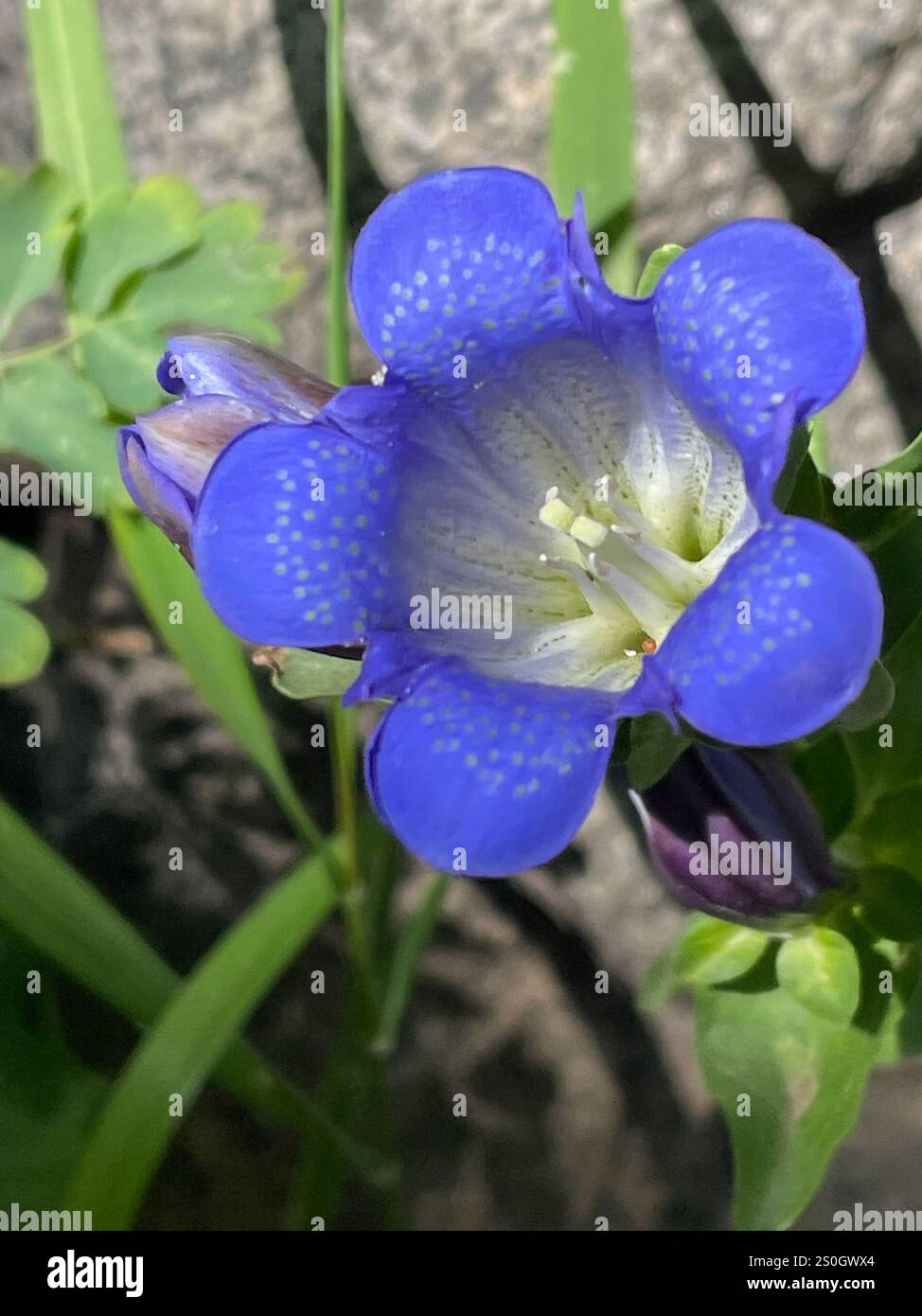Mountain Bog Gentian (Gentiana calycosa Stock Photo - Alamy