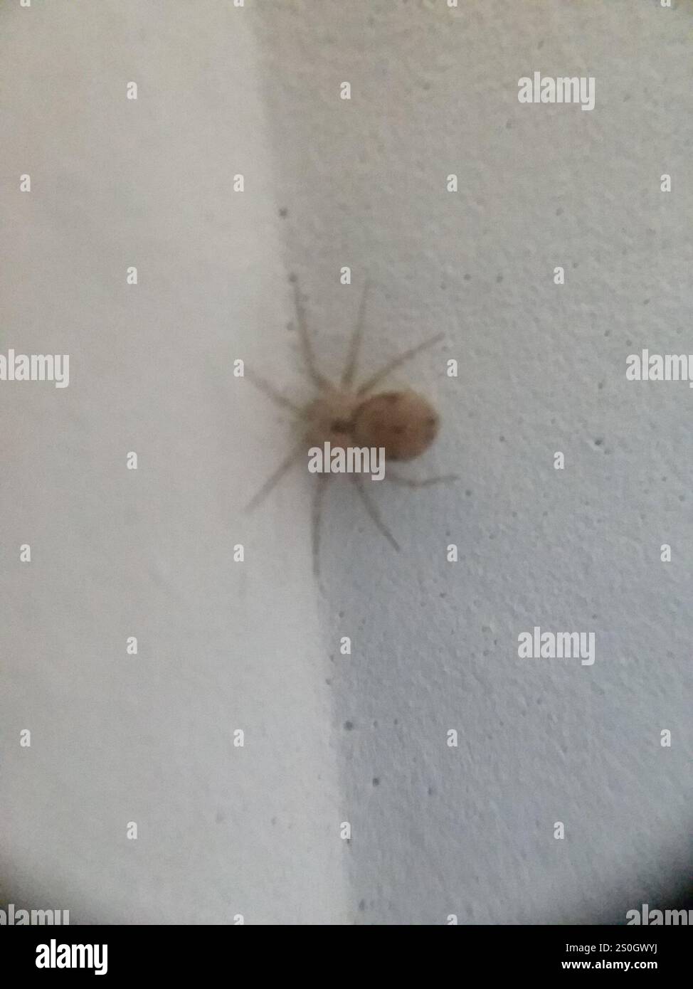 Wall Spider (Oecobius navus Stock Photo - Alamy