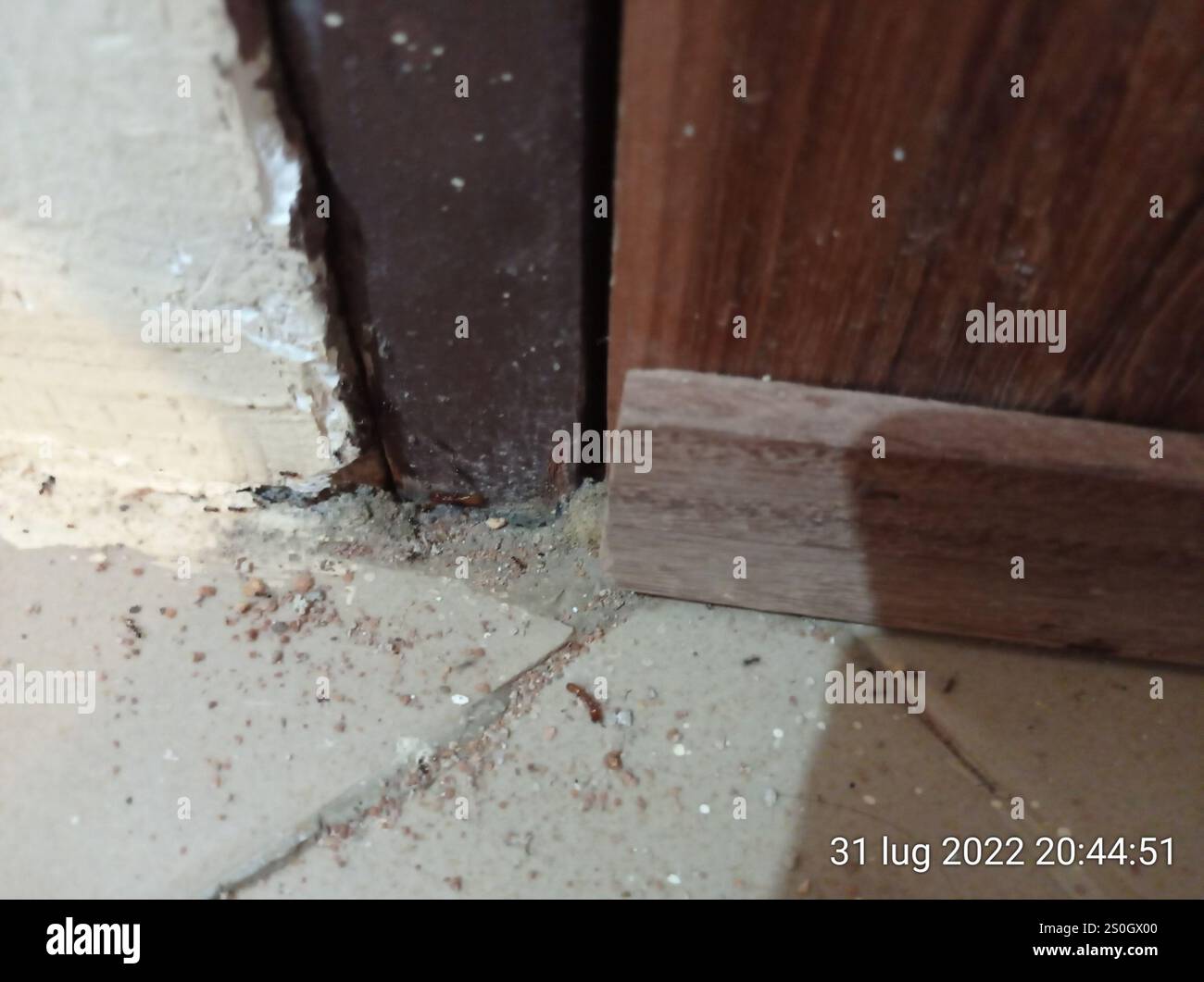 Driver Ants and Allies (Dorylus Stock Photo - Alamy