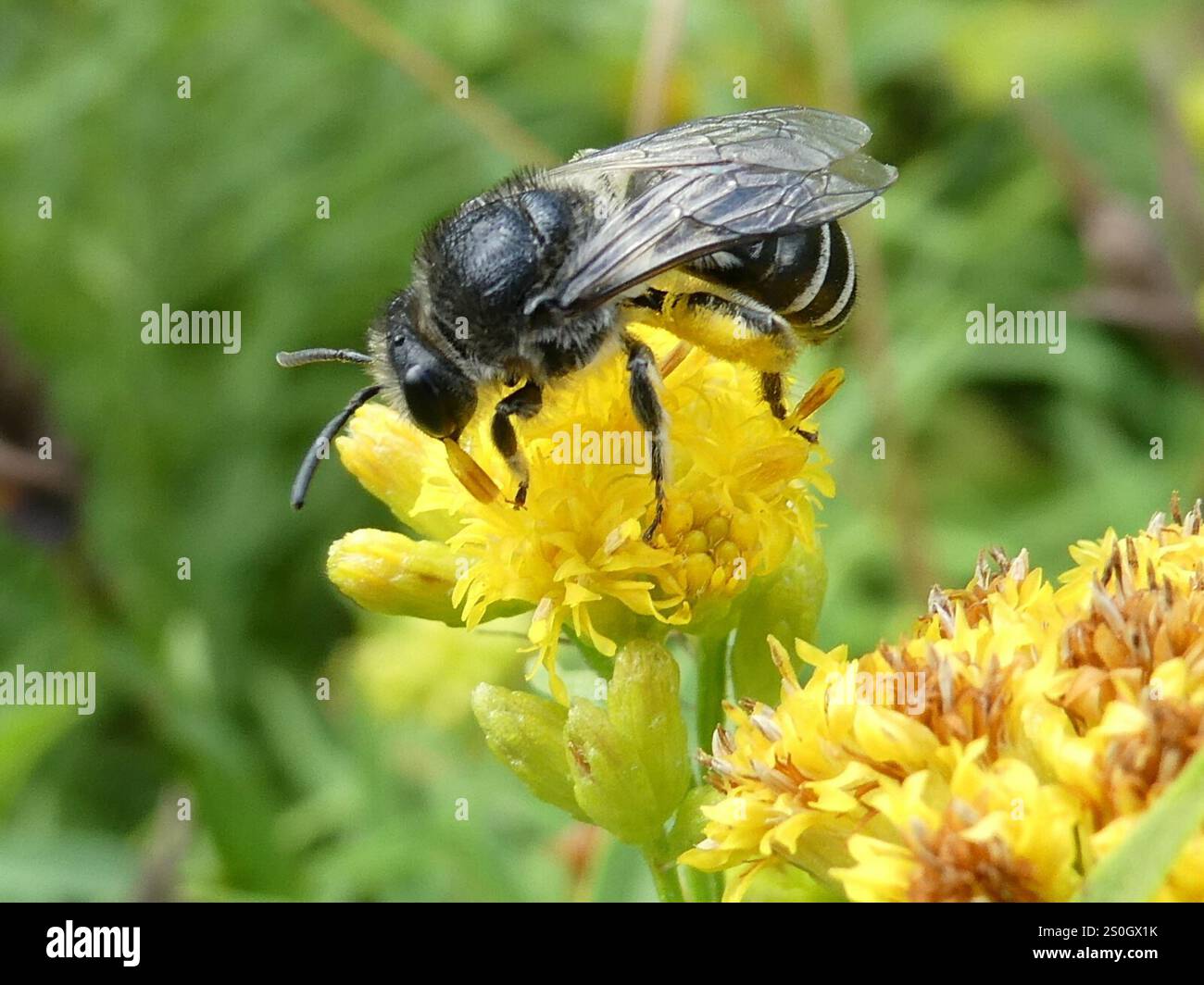 Spine-shouldered Cellophane Bee (Colletes simulans Stock Photo - Alamy