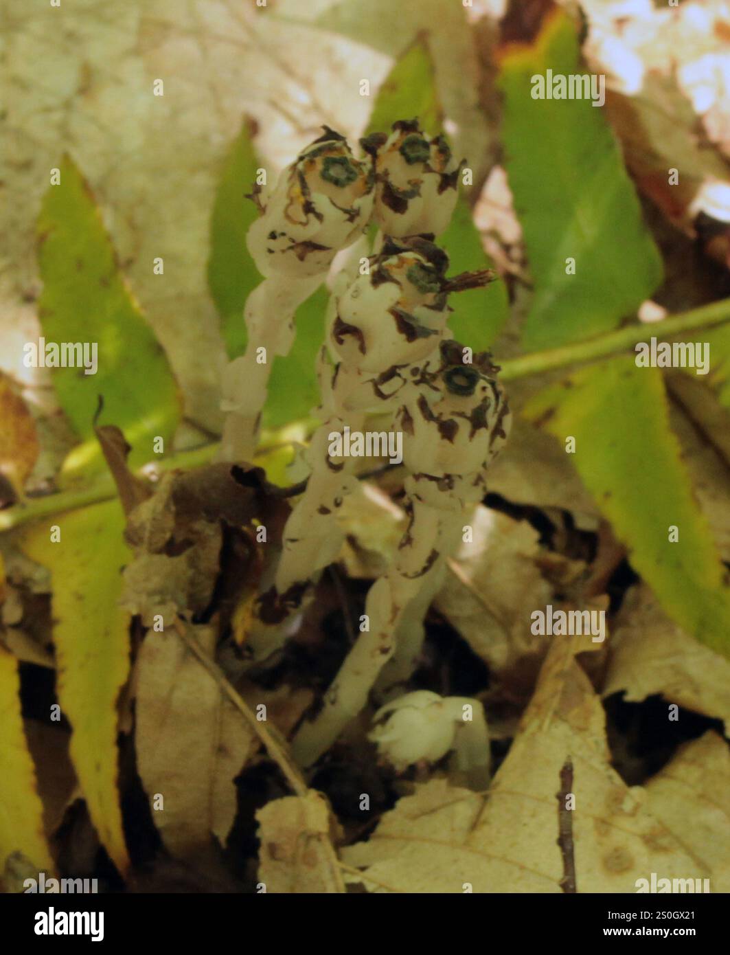 Ghost Pipe (Monotropa uniflora Stock Photo - Alamy