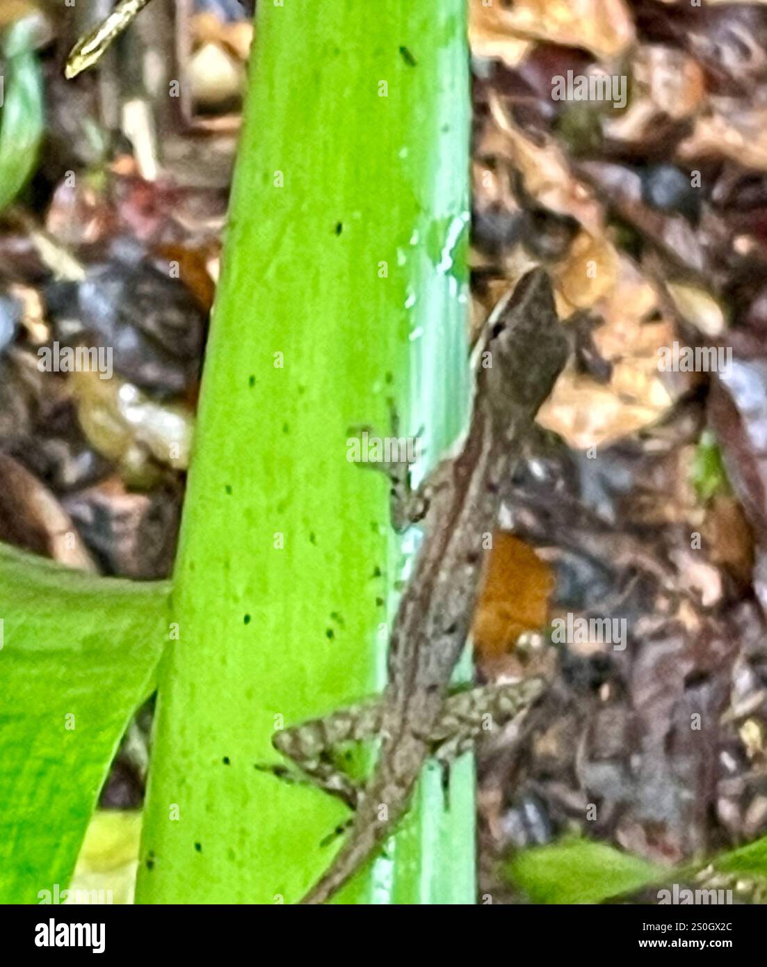 Border Anole (Anolis limifrons Stock Photo - Alamy