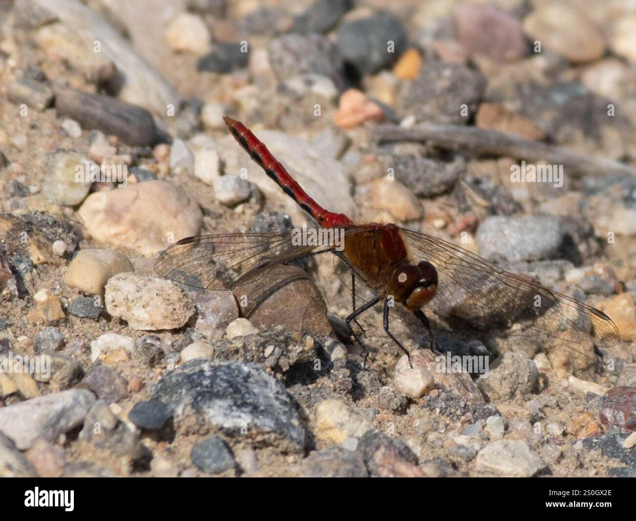 Cherry-faced Meadowhawk (Sympetrum internum Stock Photo - Alamy