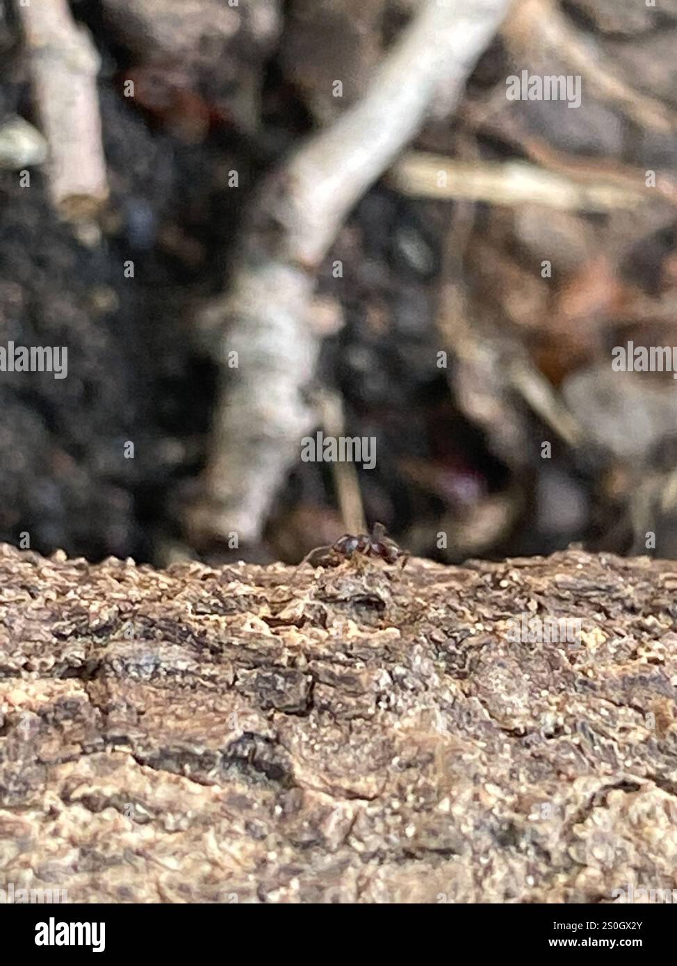 Big-headed Ants (Pheidole Stock Photo - Alamy