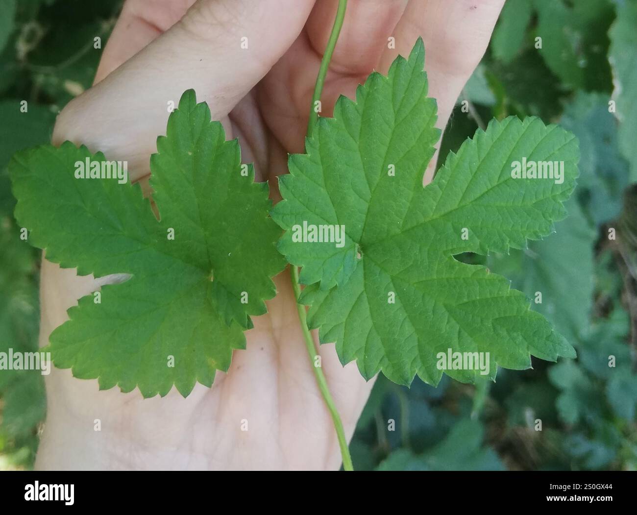 common hops (Humulus lupulus Stock Photo - Alamy
