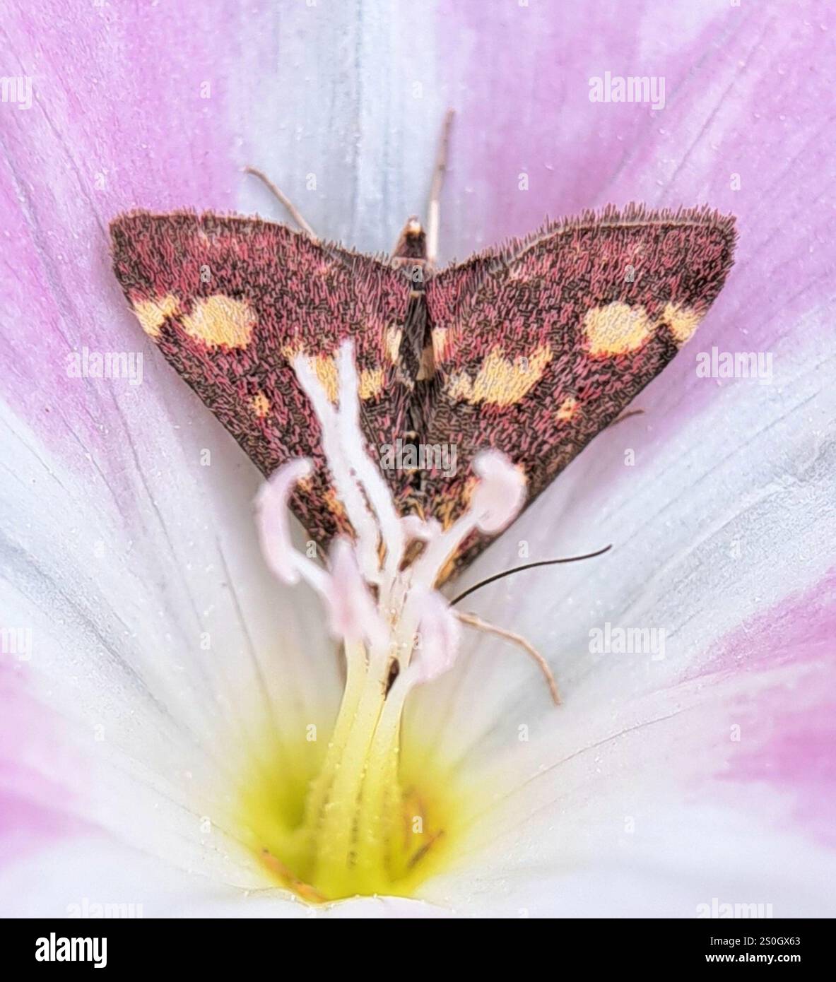 Common Crimson-and-gold Moth (Pyrausta purpuralis Stock Photo - Alamy