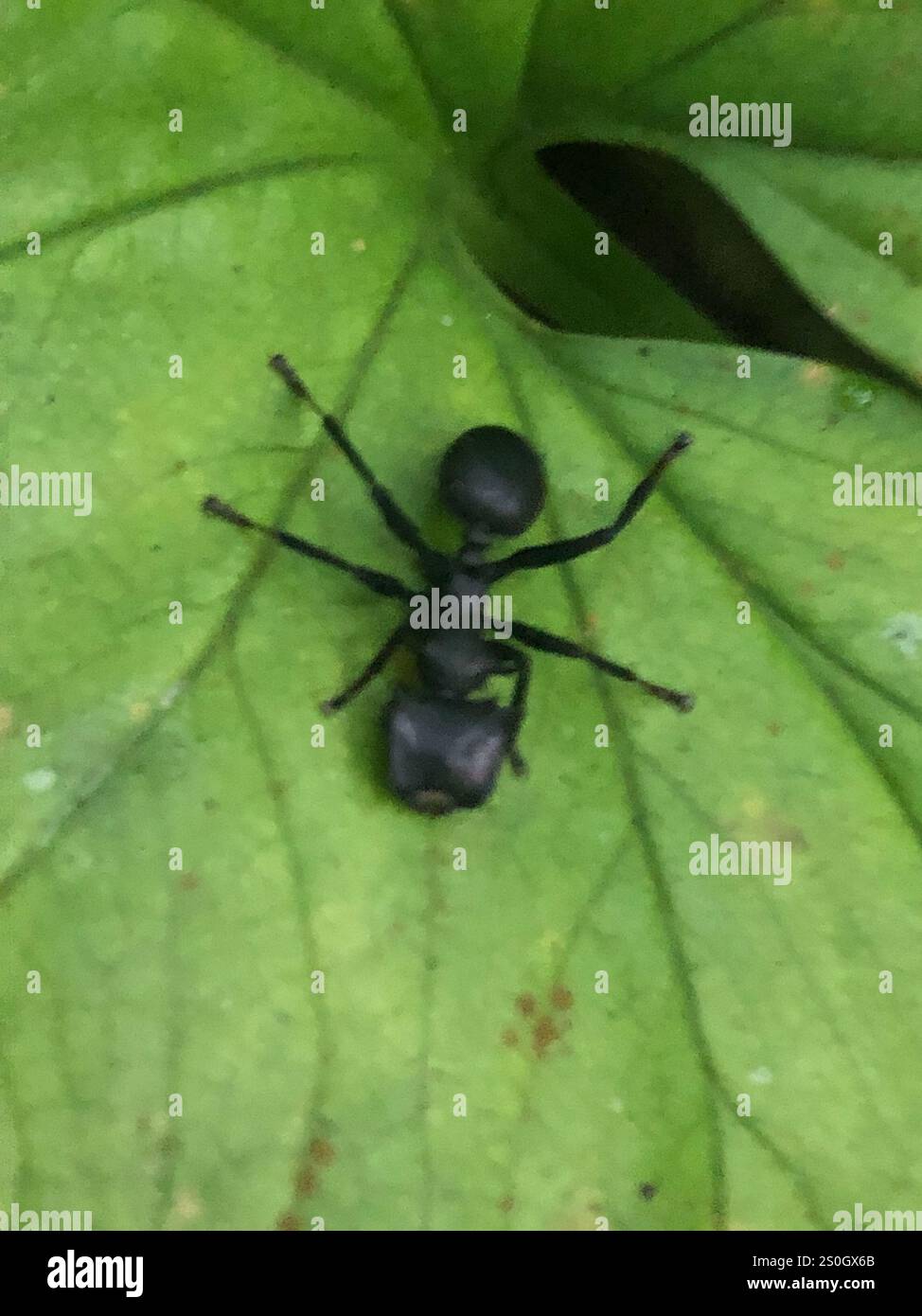 Giant Turtle Ants (Cephalotes atratus Stock Photo - Alamy