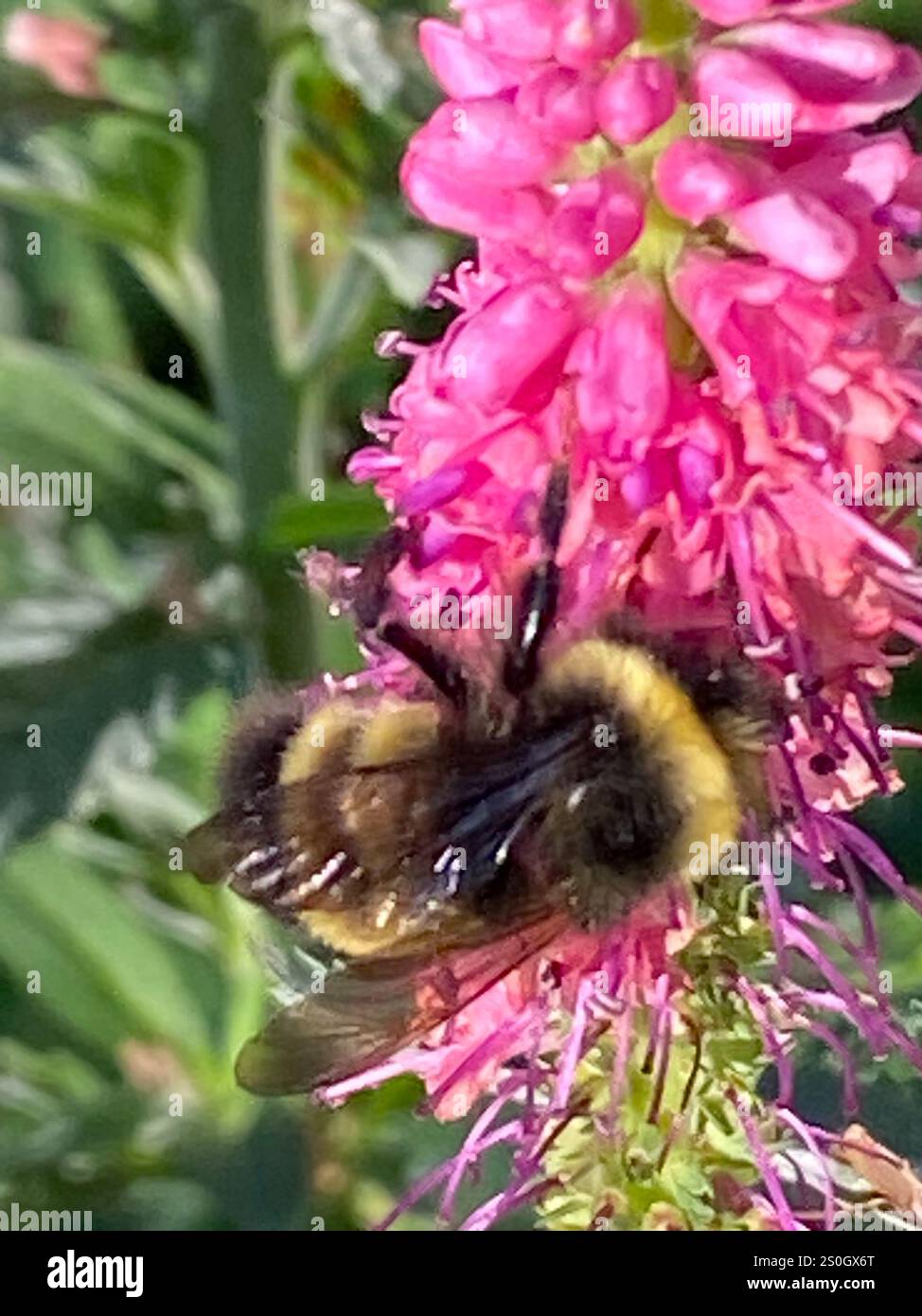 Yellow-banded Bumble Bee (Bombus terricola Stock Photo - Alamy
