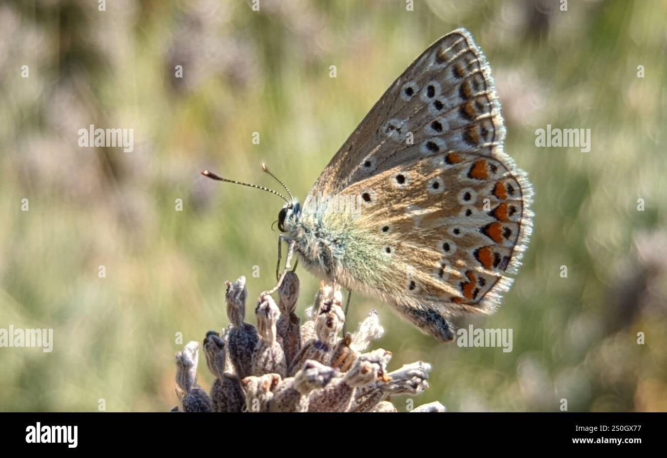 Common Blue (Polyommatus icarus Stock Photo - Alamy