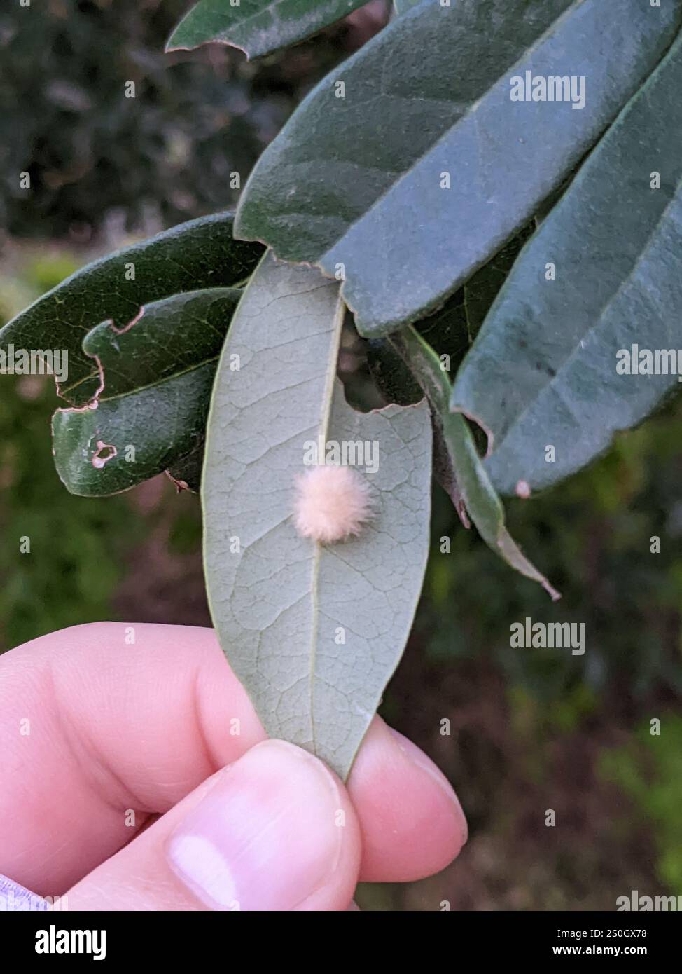 Wool-bearing Gall Wasp (Druon quercuslanigerum Stock Photo - Alamy