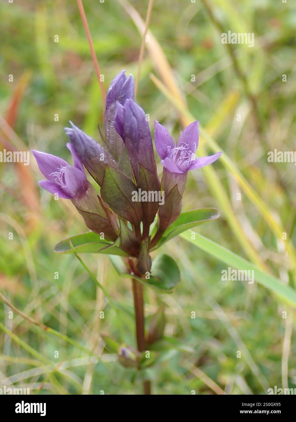 field gentian (Gentianella campestris Stock Photo - Alamy