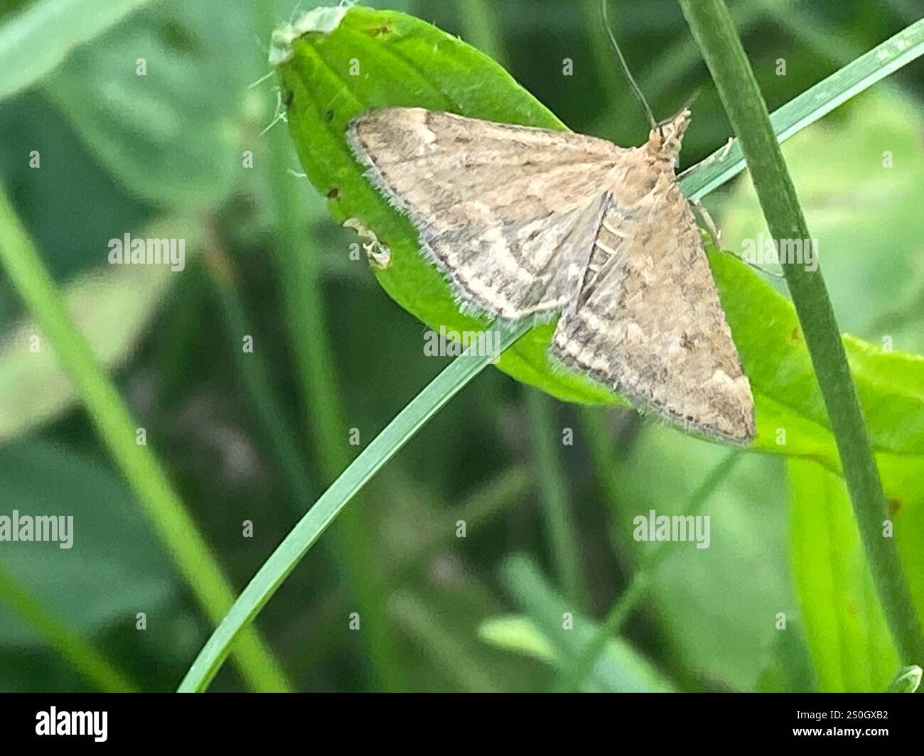 Straw-barred Pearl (Pyrausta despicata Stock Photo - Alamy