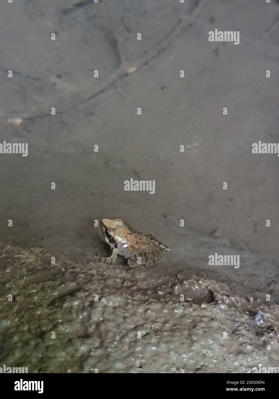 Italian Stream Frog (Rana italica Stock Photo - Alamy