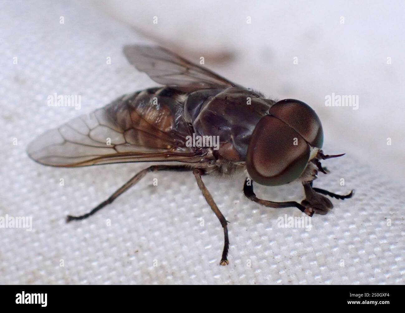Large Marsh Horse Fly (Tabanus autumnalis Stock Photo - Alamy