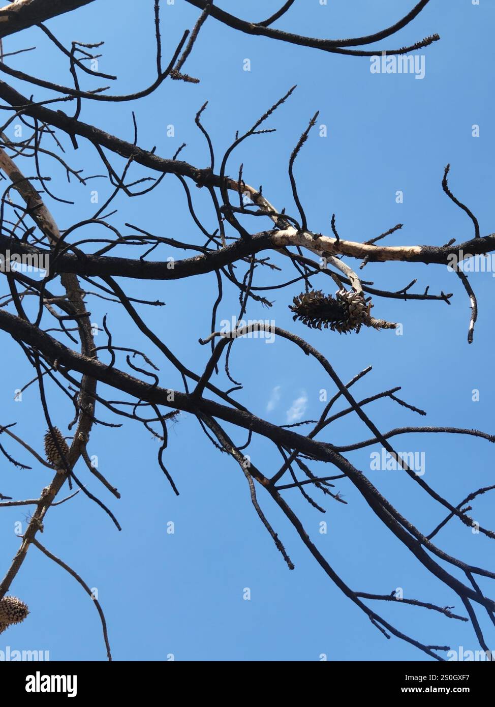 Coulter pine (Pinus coulteri Stock Photo - Alamy