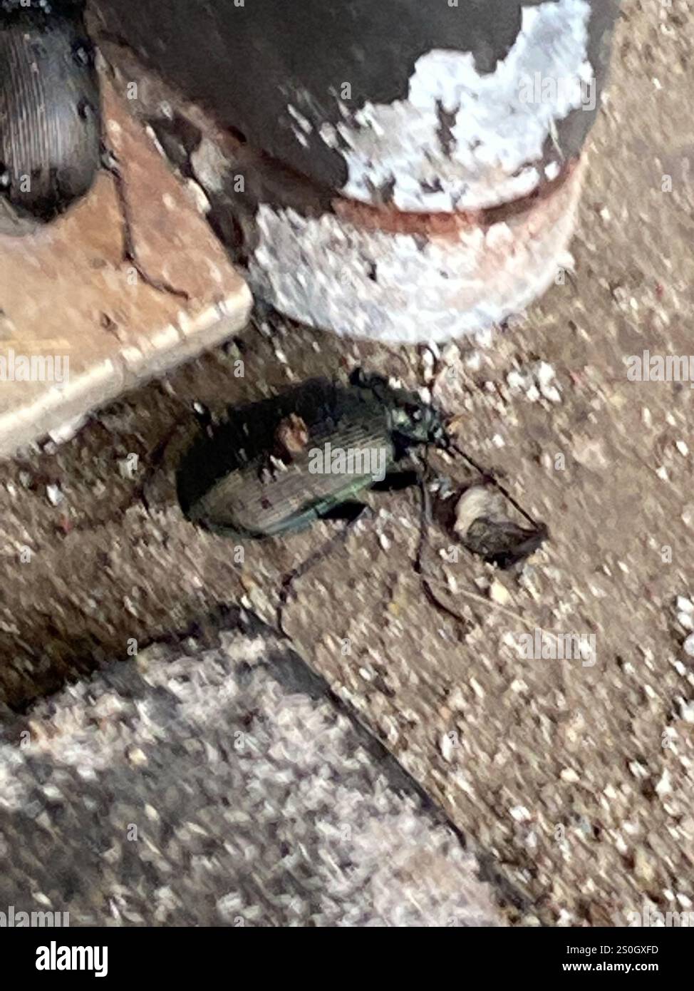 Black Caterpillar Hunter (Calosoma sayi Stock Photo - Alamy