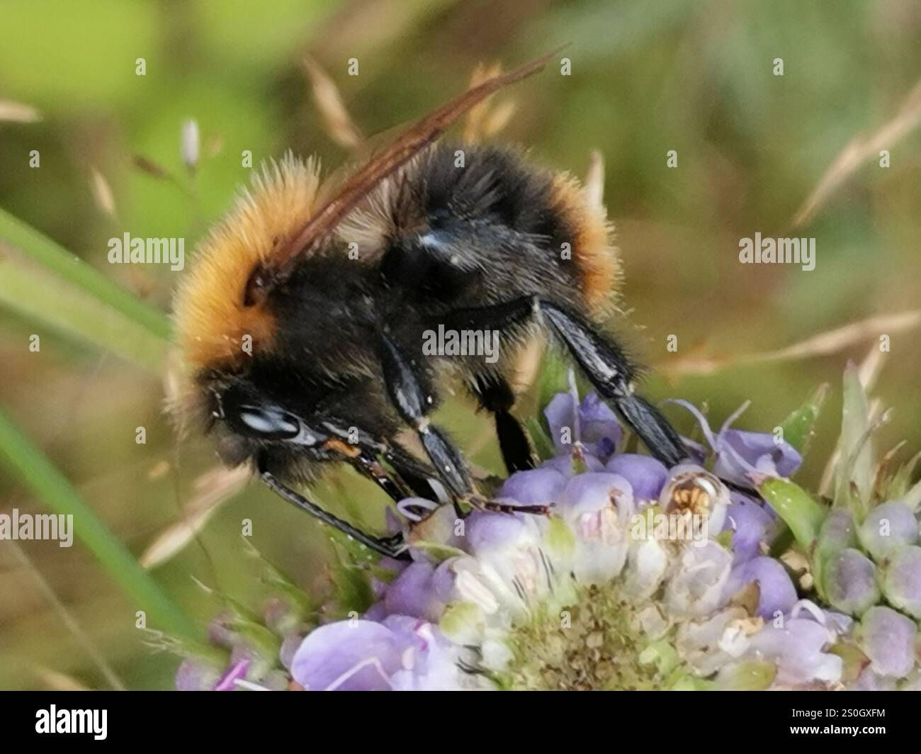 Common Carder Bumble Bee (Bombus pascuorum Stock Photo - Alamy