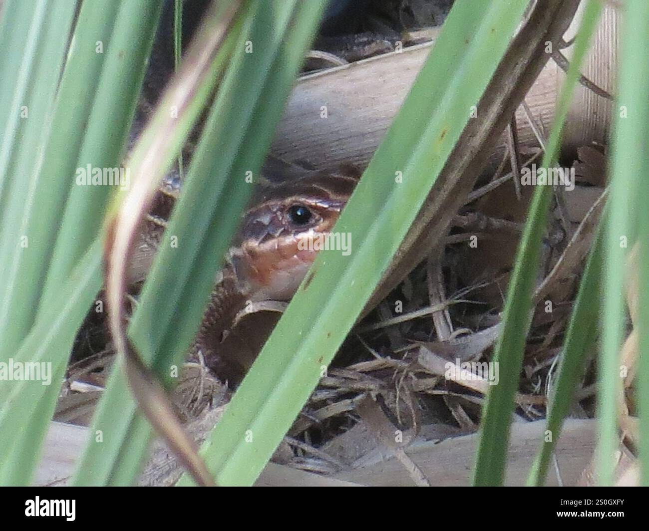 Broad-headed Skink (Plestiodon laticeps Stock Photo - Alamy