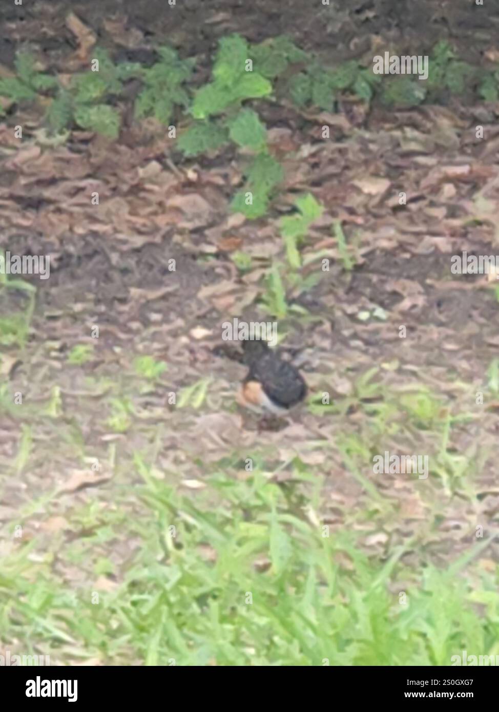 Eastern Towhee (Pipilo erythrophthalmus Stock Photo - Alamy