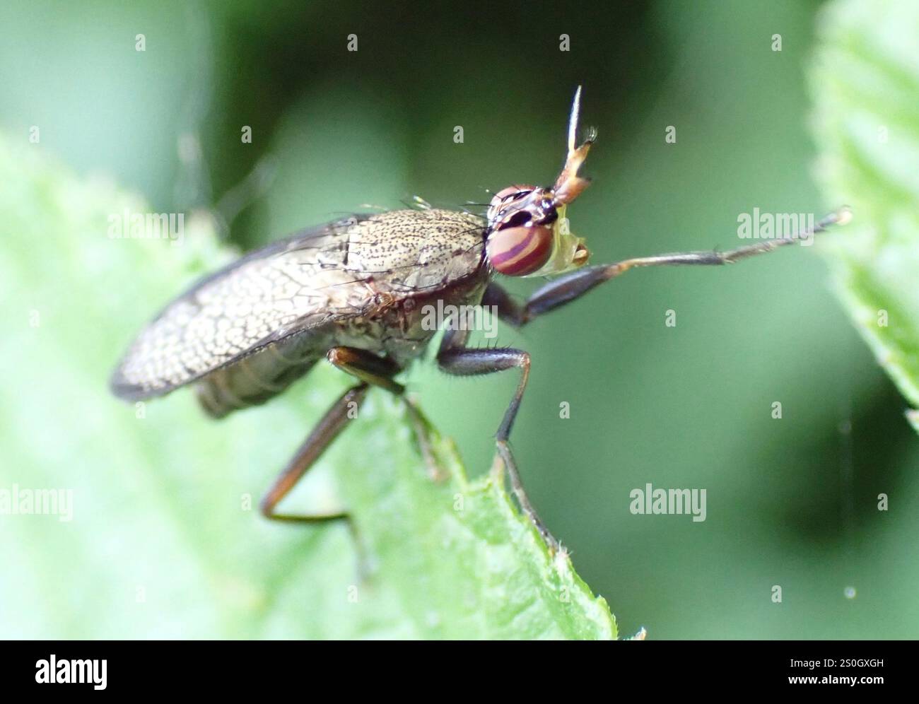 Sieve-winged Snailkiller (Coremacera marginata Stock Photo - Alamy