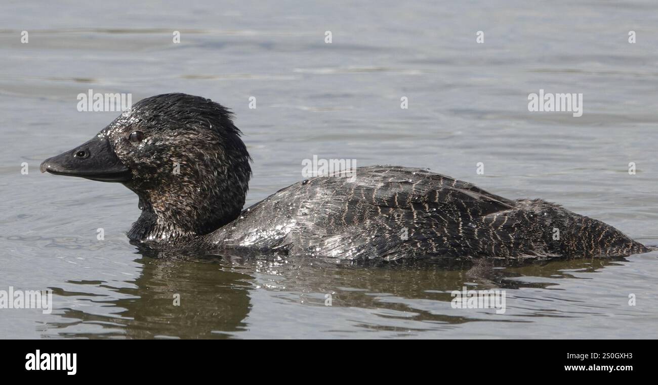 Musk Duck (Biziura lobata Stock Photo - Alamy