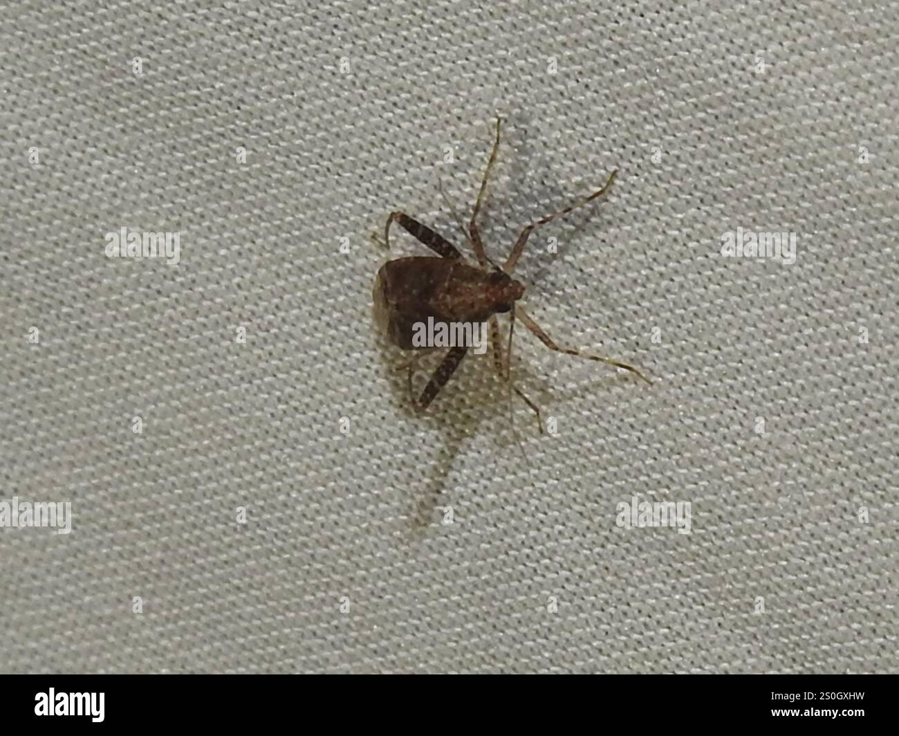 True Bugs (Heteroptera Stock Photo - Alamy