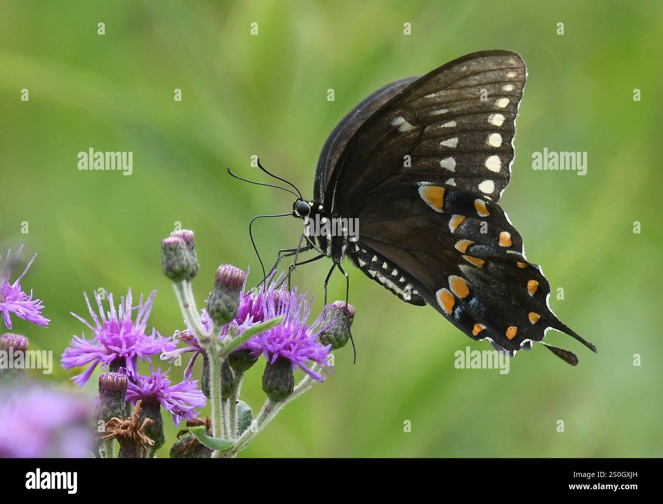Spicebush Swallowtail (Papilio troilus Stock Photo - Alamy