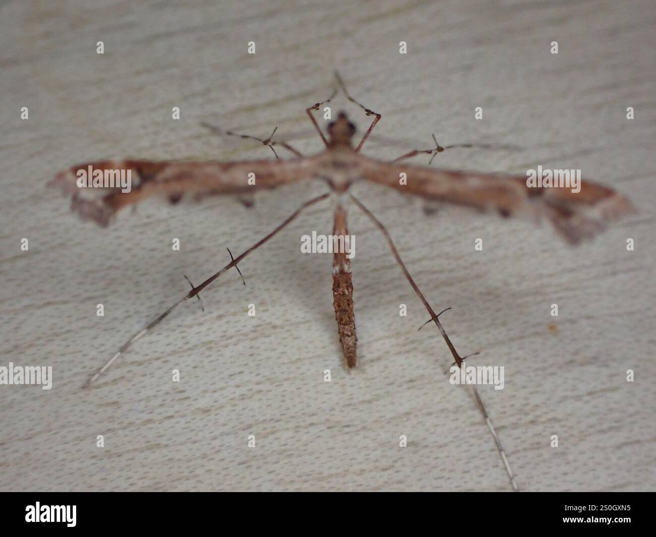 Beautiful Plume Moth (Amblyptilia acanthadactyla Stock Photo - Alamy