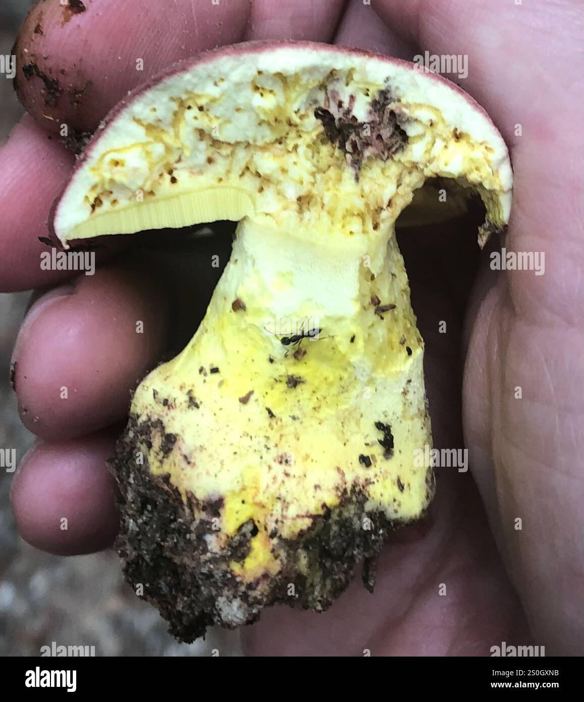 Butter Boletes (Butyriboletus Stock Photo - Alamy