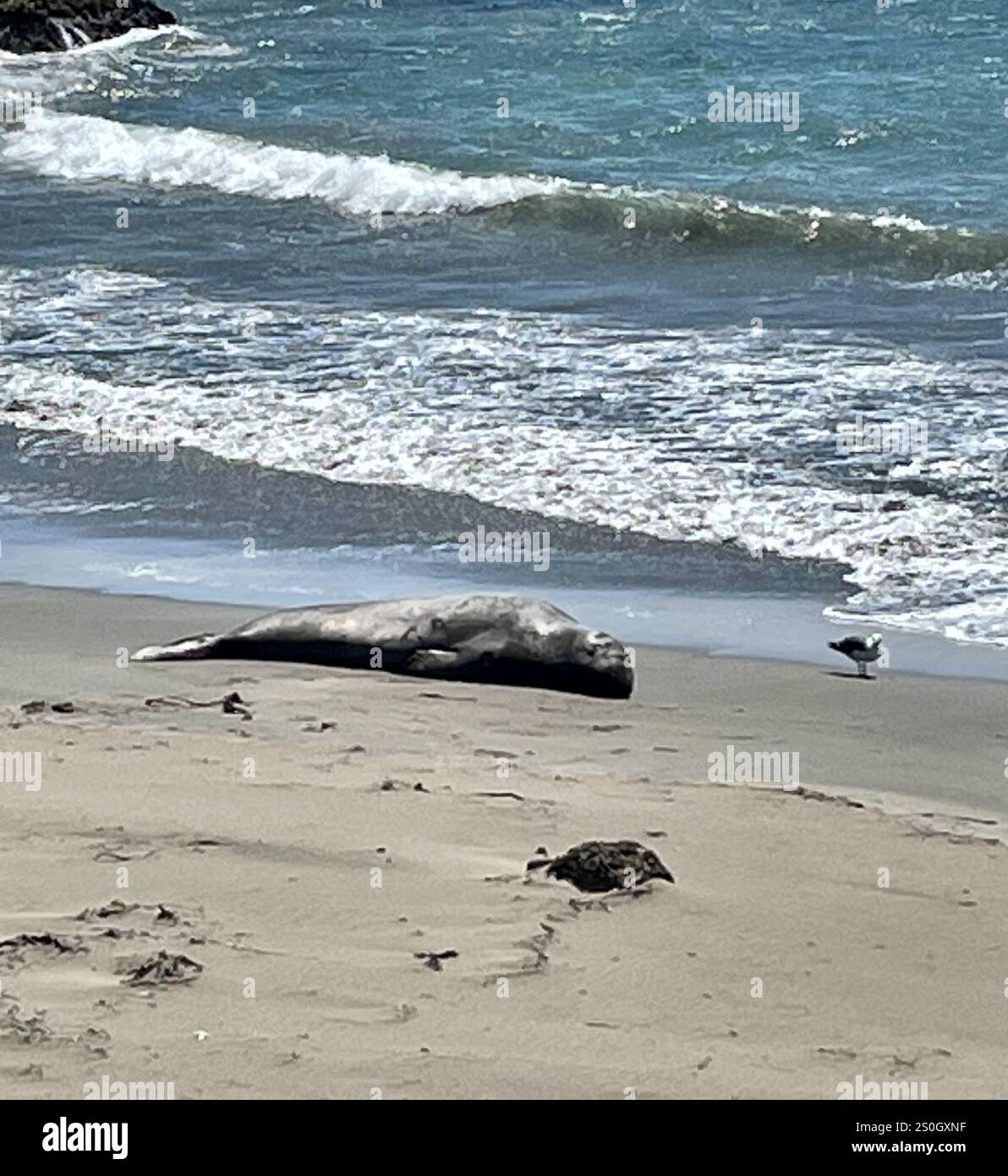 Northern Elephant Seal (Mirounga angustirostris Stock Photo - Alamy