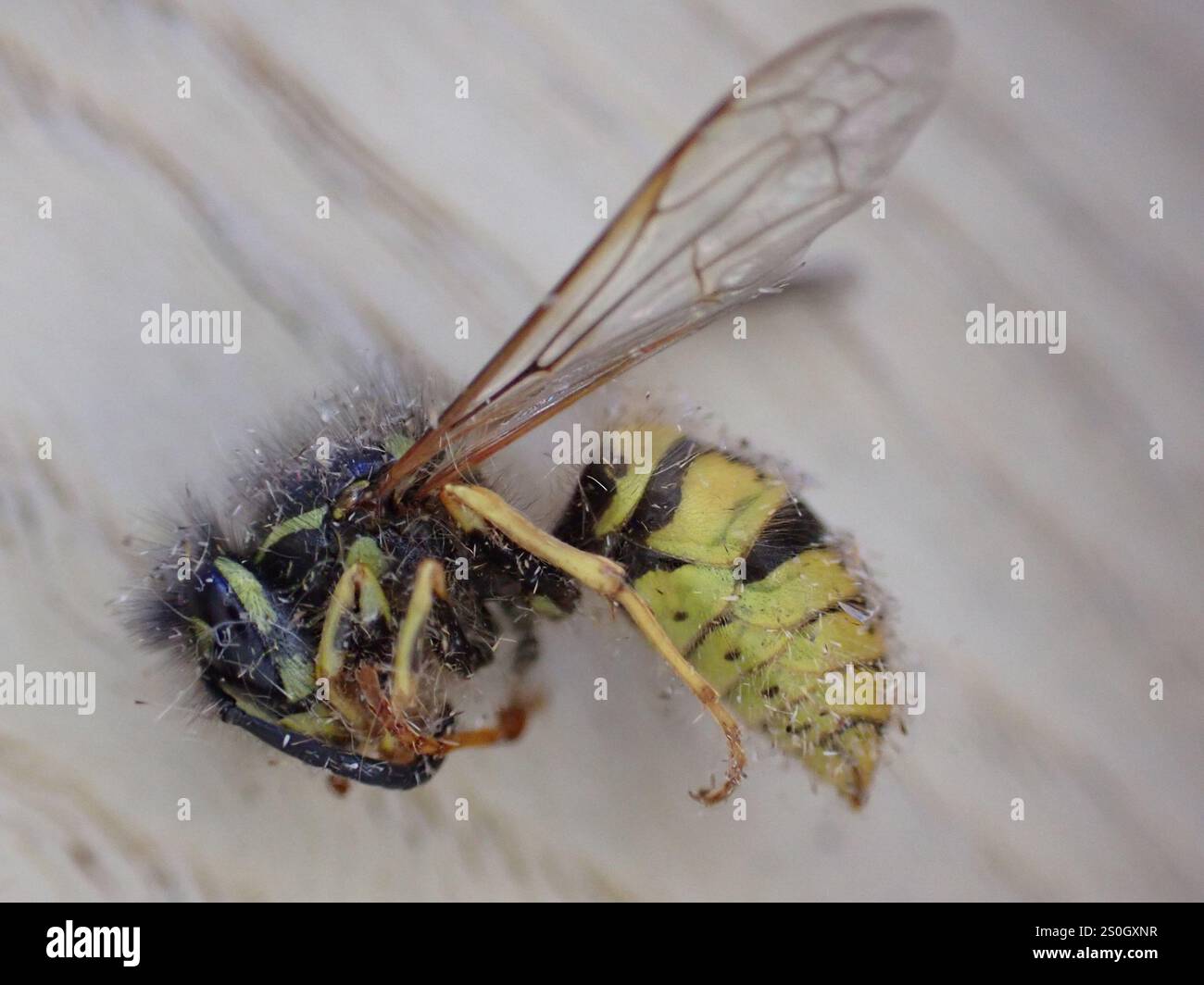 Common European Yellowjacket (Vespula vulgaris Stock Photo - Alamy