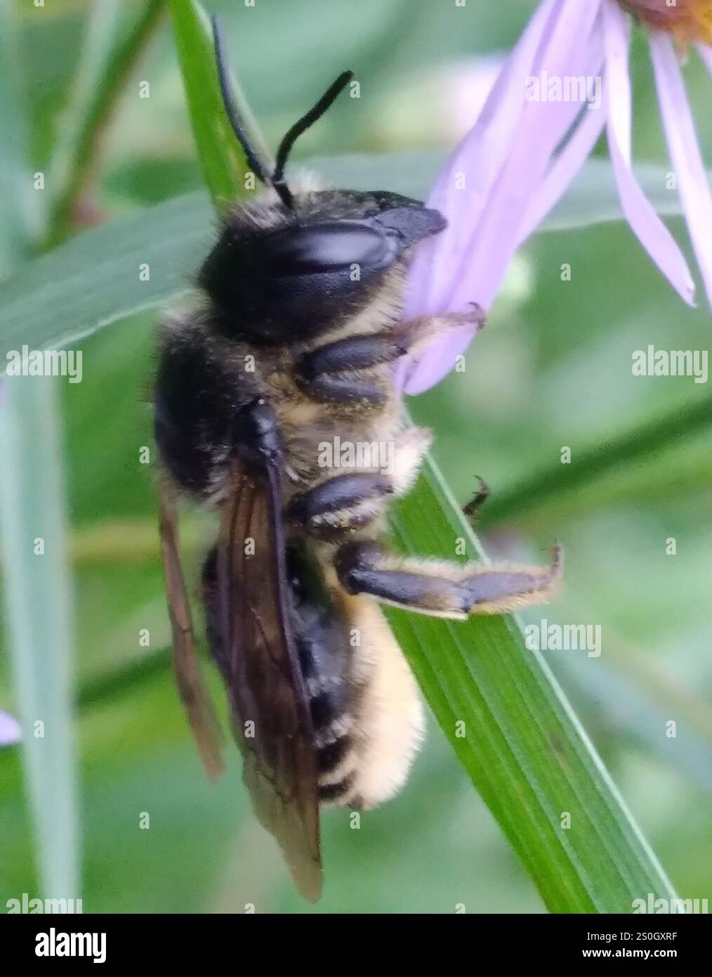 Unarmed Leafcutter Bee (Megachile inermis Stock Photo - Alamy