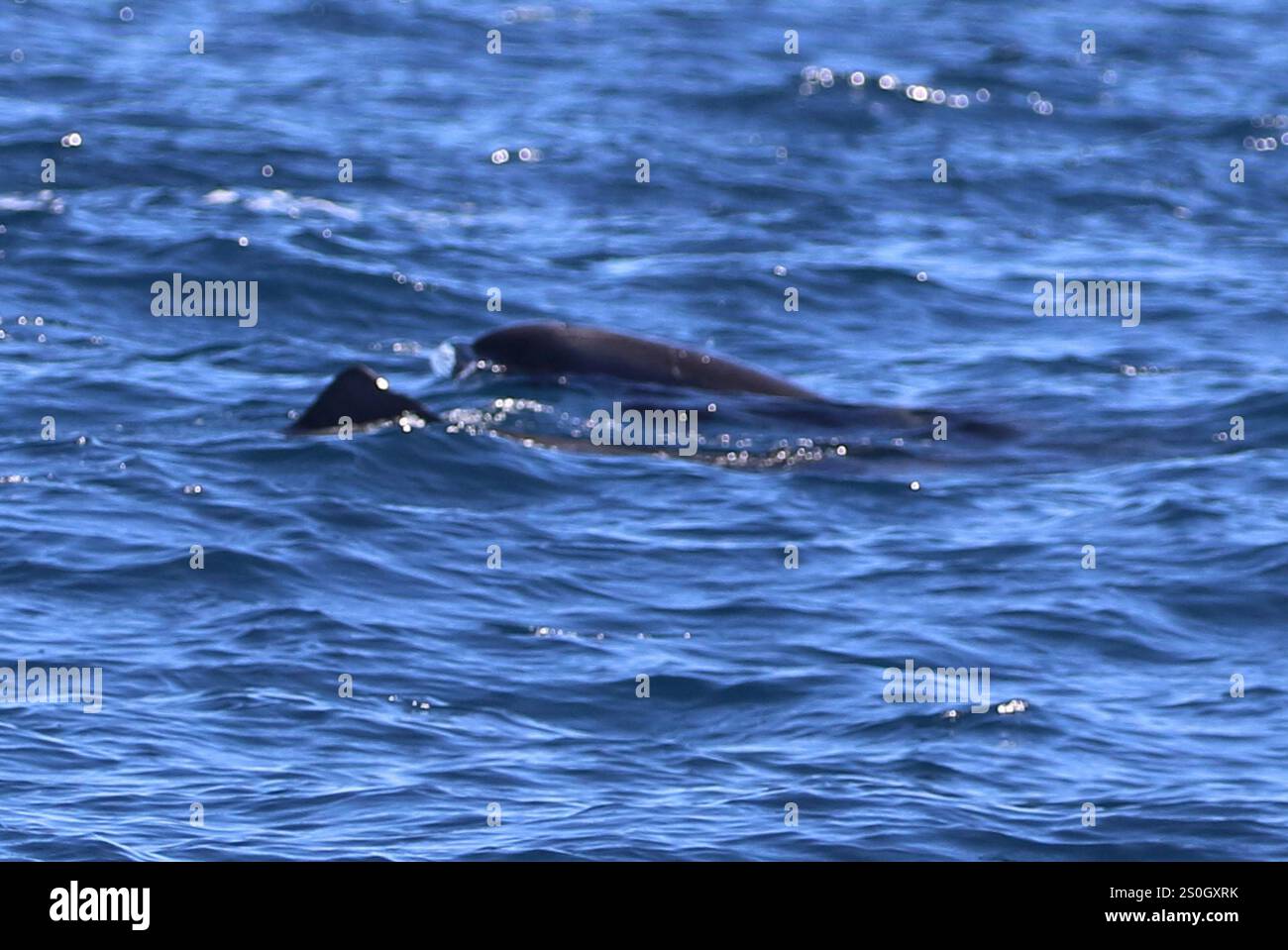 Pygmy Killer Whale (Feresa attenuata Stock Photo - Alamy