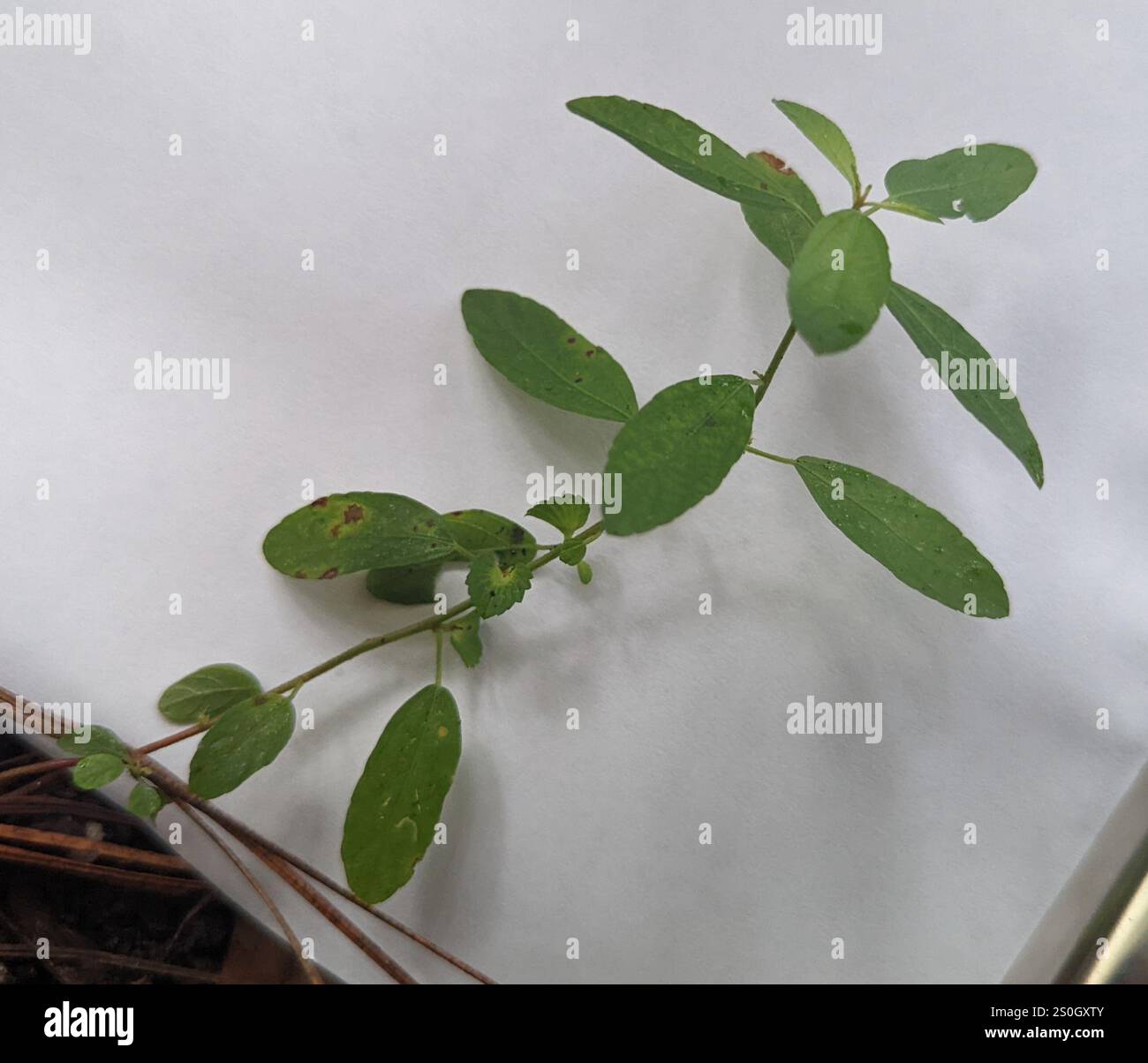 Slender Three-seeded Mercury (Acalypha gracilens Stock Photo - Alamy