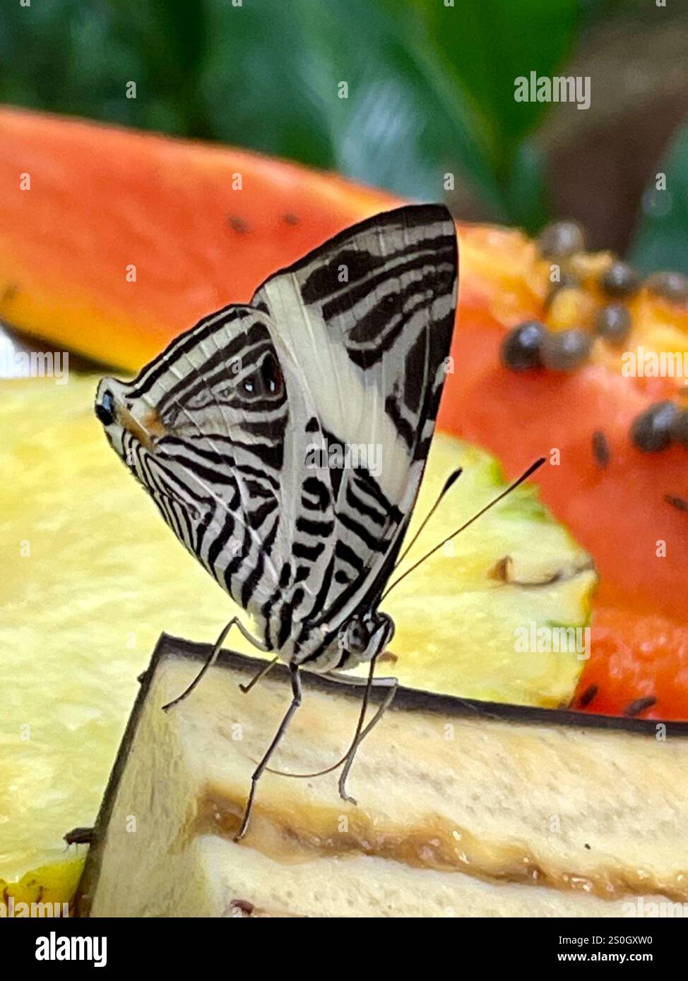 Dirce Beauty (Colobura dirce Stock Photo - Alamy