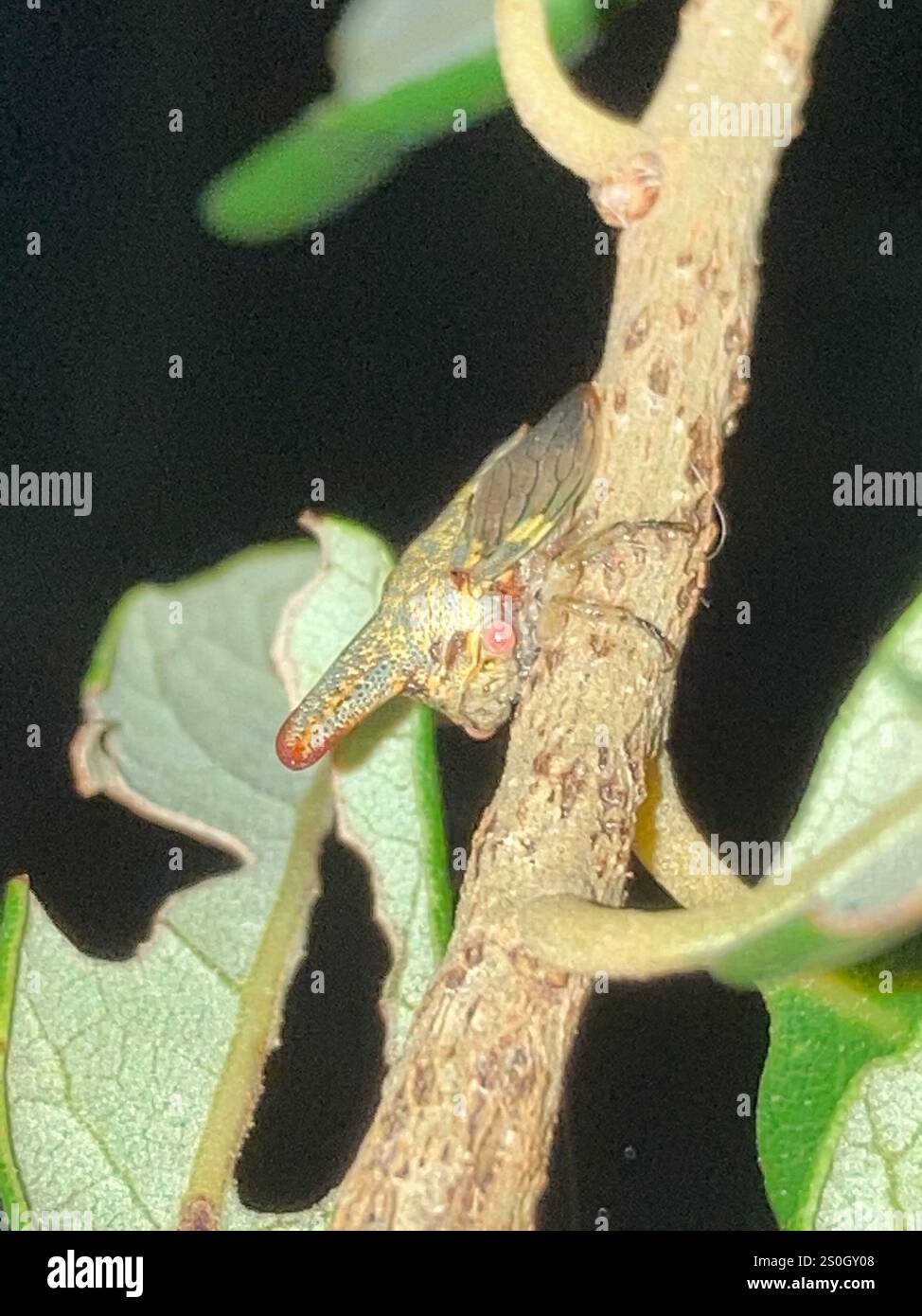 Oak Treehopper (Platycotis vittata Stock Photo - Alamy