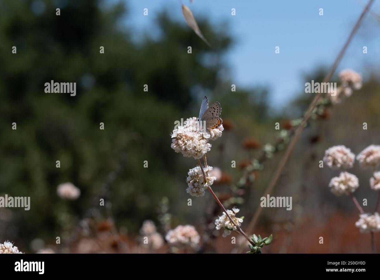Acmon Blue (Icaricia acmon Stock Photo - Alamy