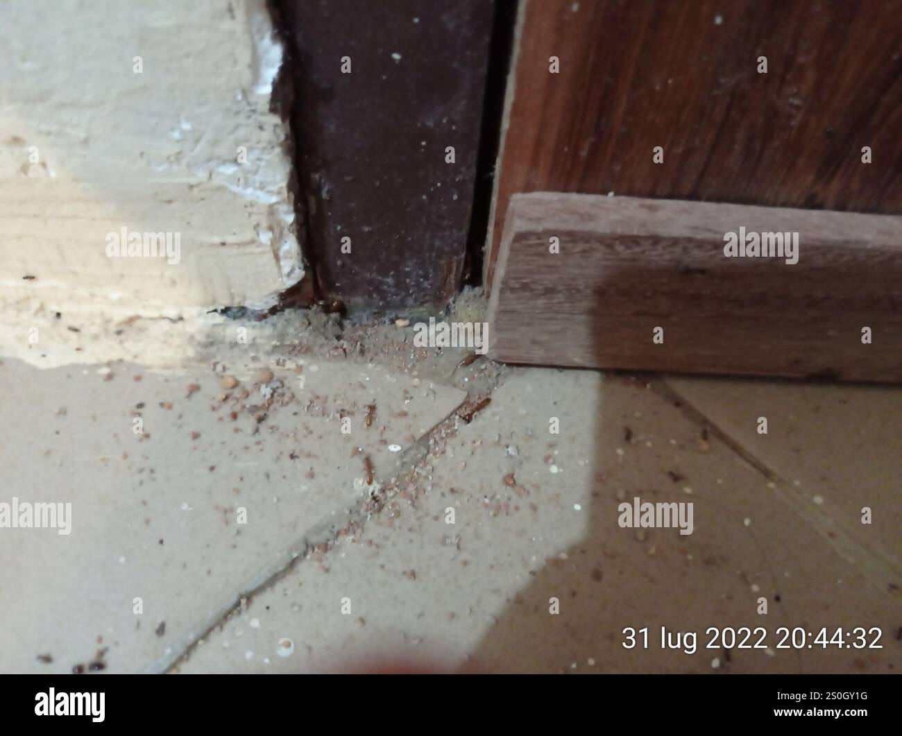 Driver Ants and Allies (Dorylus Stock Photo - Alamy