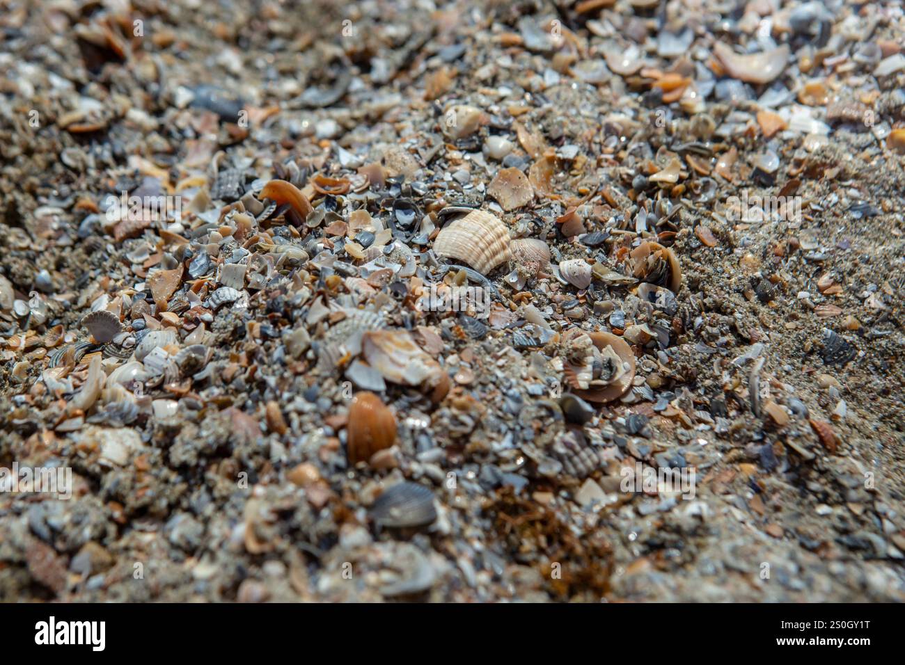 Wet crushed sea shells texture on a beach, abstract close up texture ...