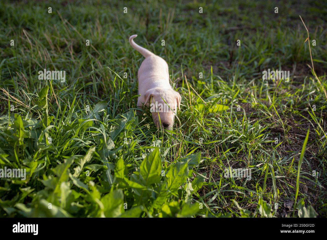 Funny face of a small beige puppy dog, animal searching in the garden ...