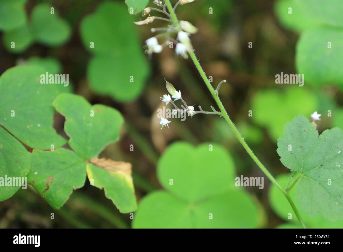 Oneleaf Foamflower (Tiarella trifoliata unifoliata Stock Photo - Alamy