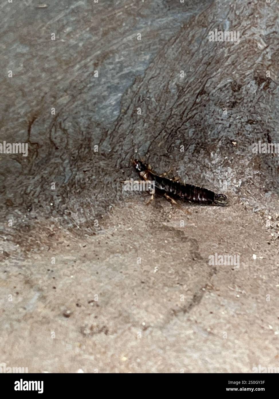 Ring-legged Earwig (Euborellia annulipes Stock Photo - Alamy