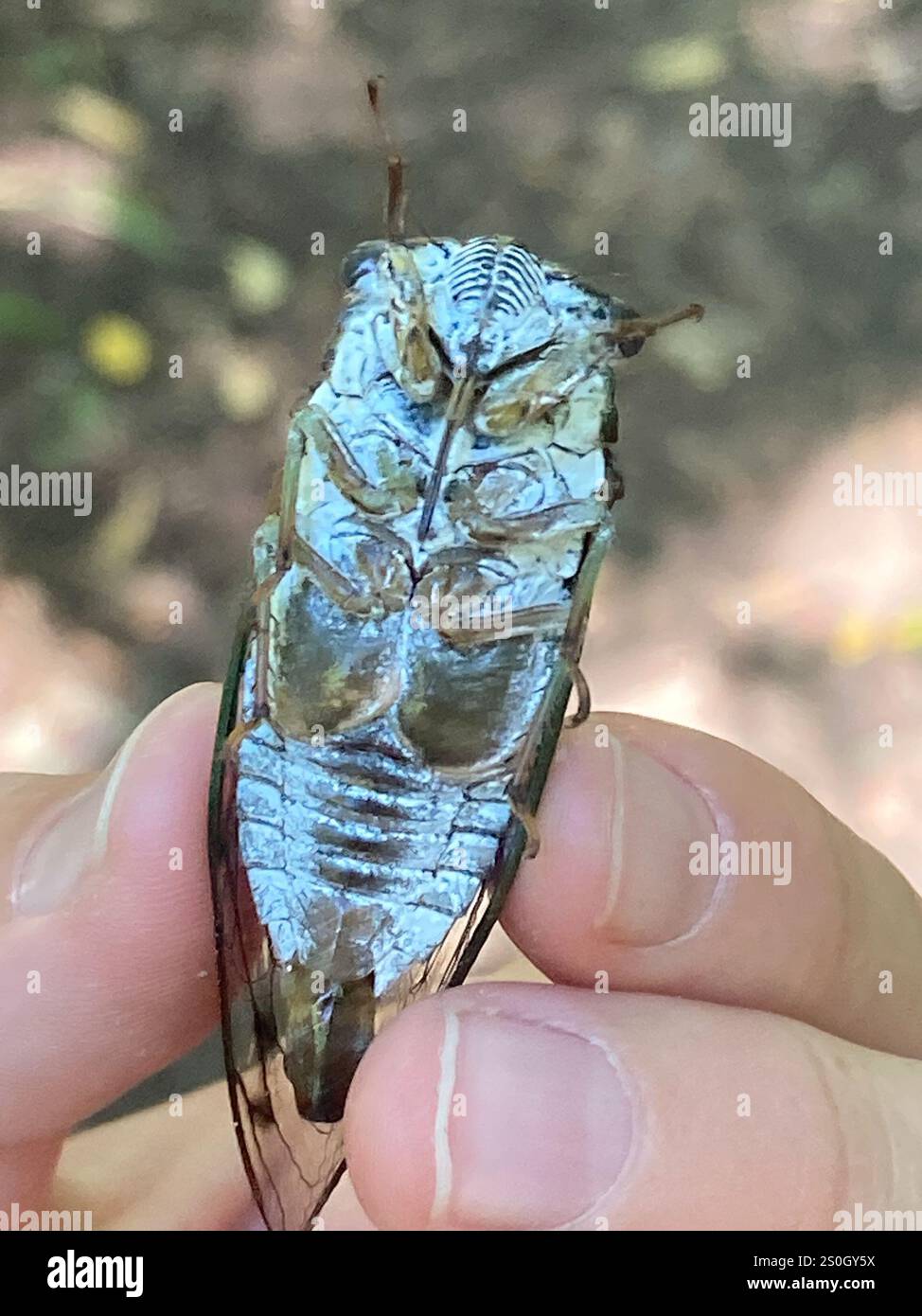 Scissor Grinder (Neotibicen pruinosus Stock Photo - Alamy