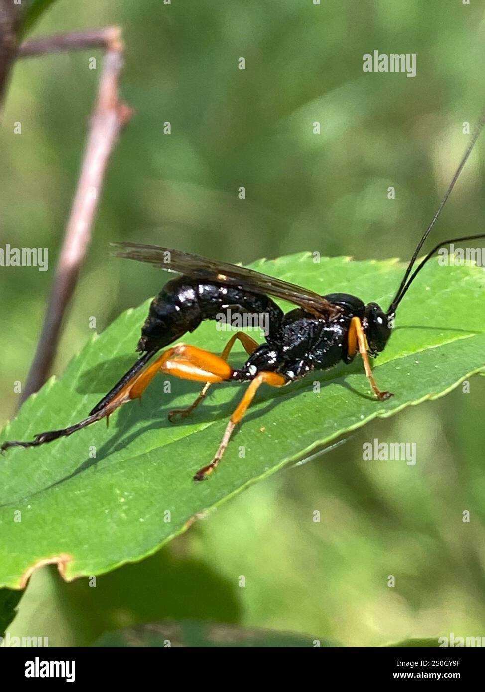Black Slip Wasp (Pimpla rufipes Stock Photo - Alamy