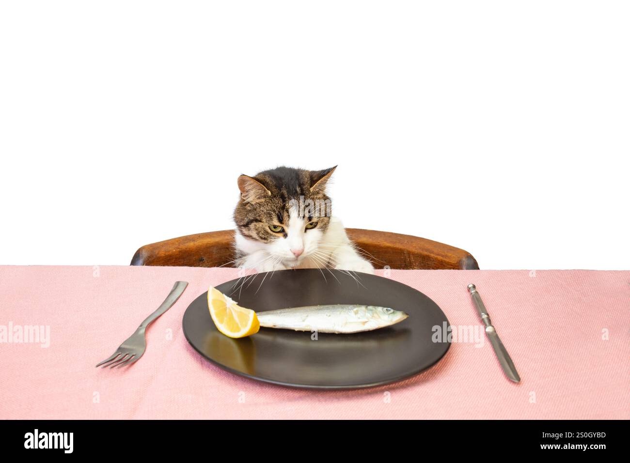 Cute white and gray cat at a table with pink tablecloth, silver cutlery ...