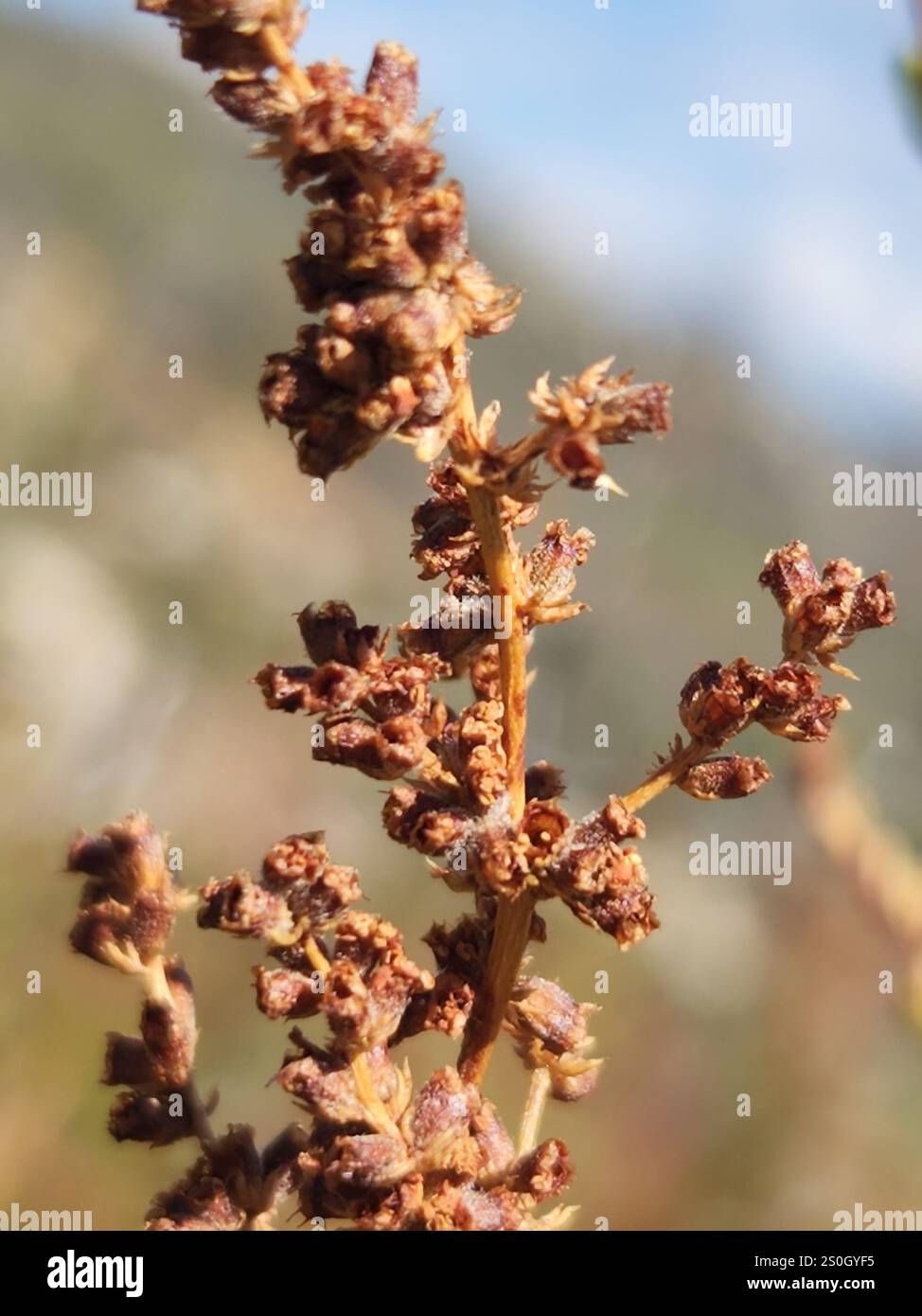 chamise (Adenostoma fasciculatum Stock Photo - Alamy