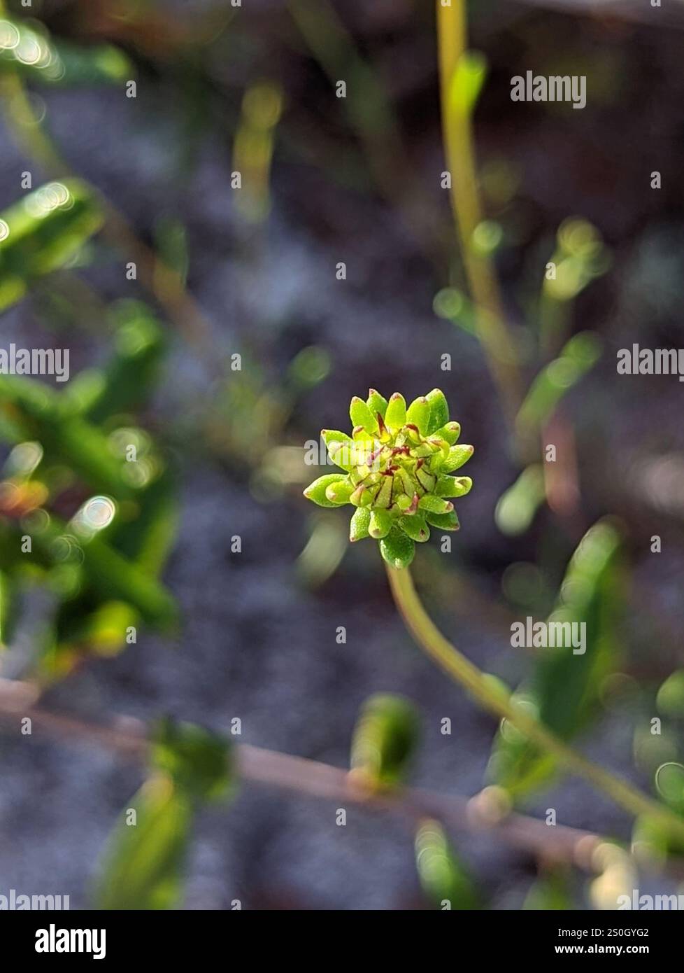 coastal plain honeycombhead (Balduina angustifolia Stock Photo - Alamy
