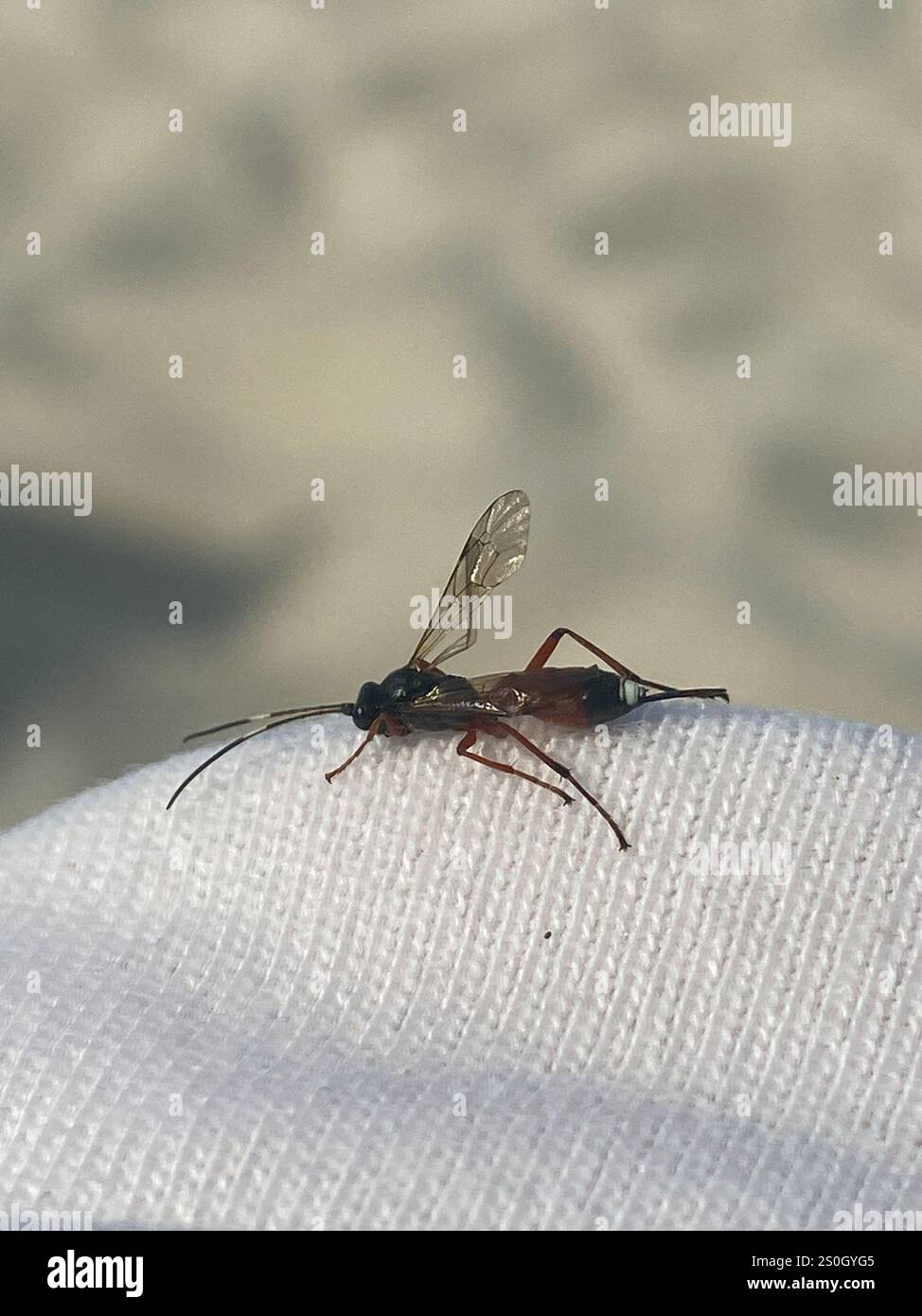 Cryptinae hi-res stock photography and images - Alamy