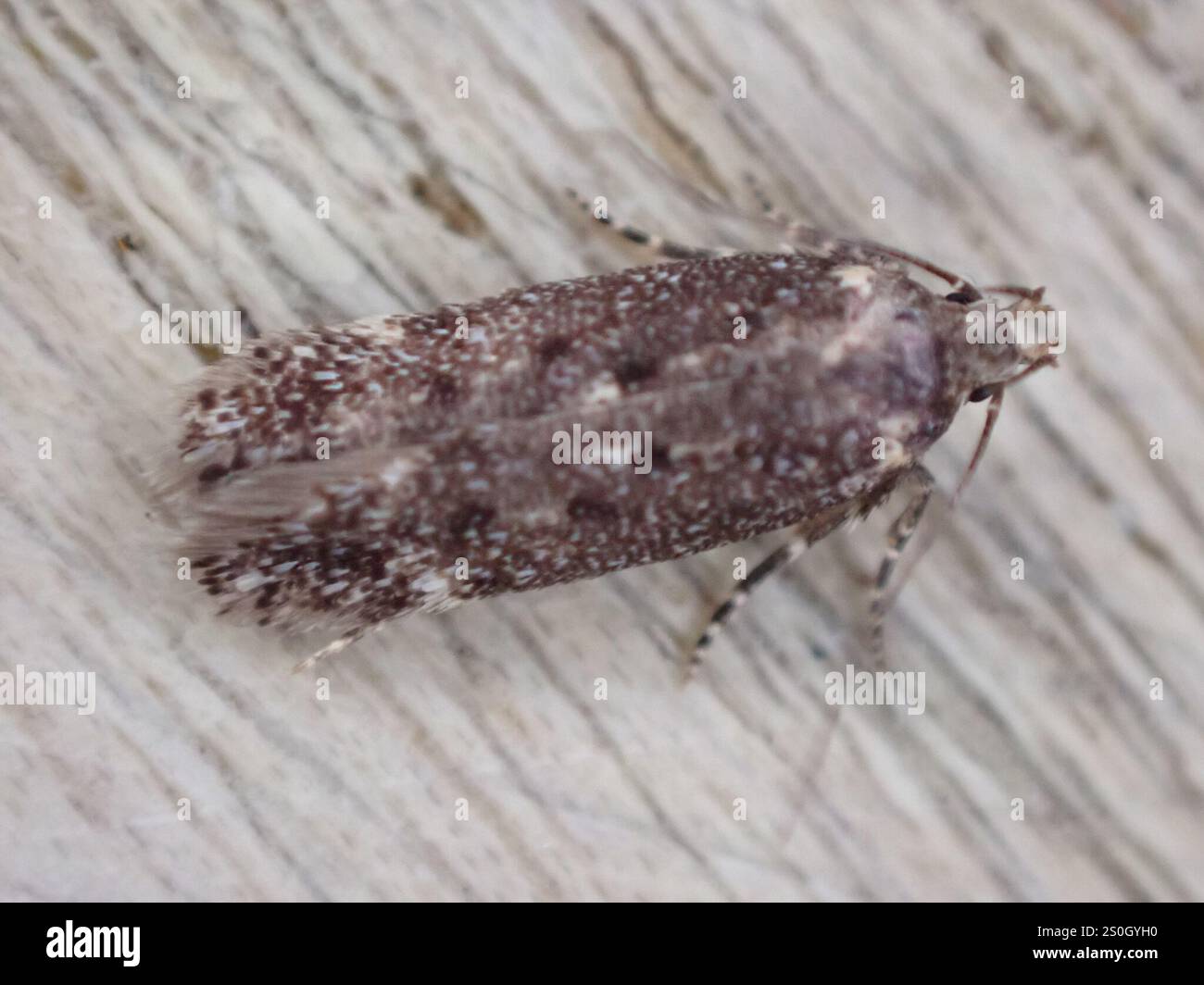 Dark Groundling (Bryotropha affinis Stock Photo - Alamy
